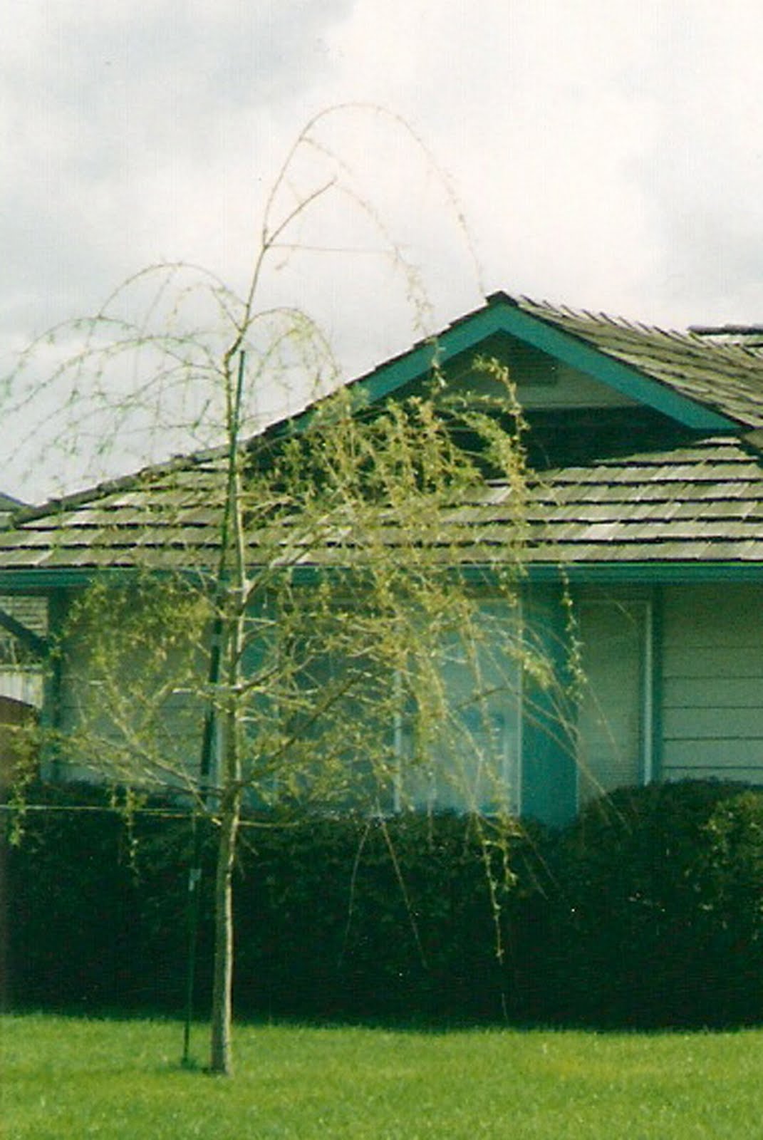 A Yellow Rose Of Texas: Life Lessons From My Weeping Willow Tree