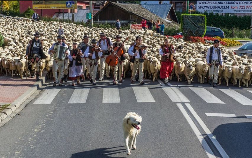 Kuvasz Klips: Trailing of the sheep in Poland - Polish Tatra Dog leads ...