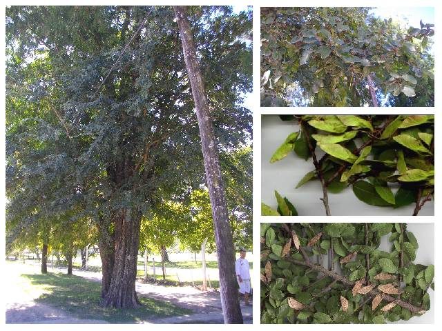 Phyllostylon rhamnoides - Arbolado Urbano Formosa