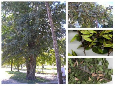 Phyllostylon rhamnoides - Arbolado Urbano Formosa