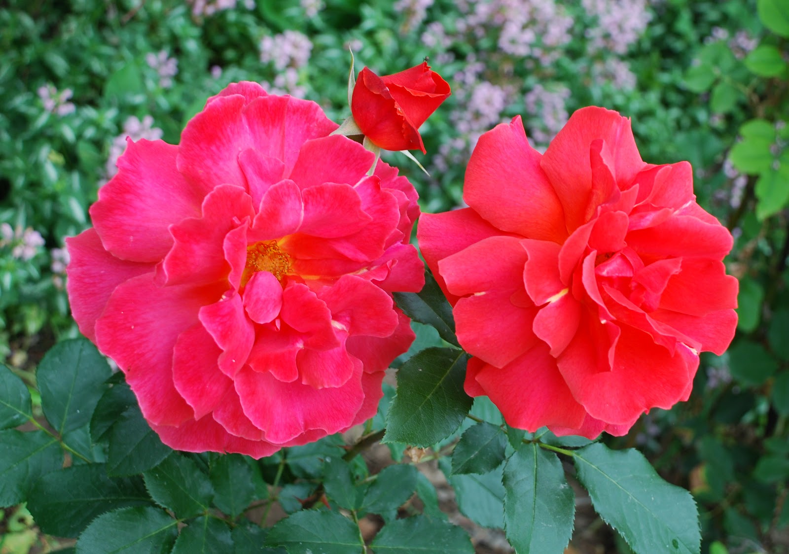 Photographing Flowers: Royal Reds