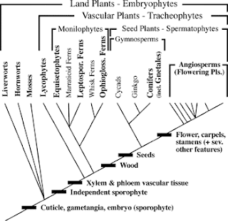 Aims, Objectives, Importance and Classification of Plant Systematics
