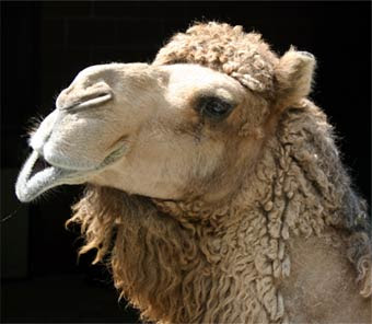 Living in the F.O.G.: The Camels Are Coming! – Genesis 24:63