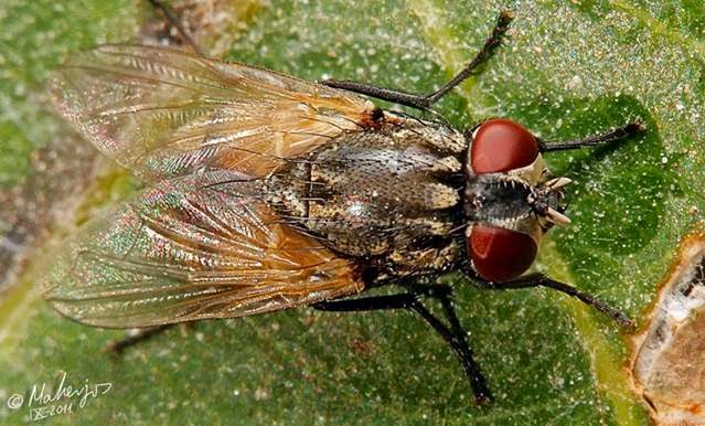 Biodiversidad Costa Granadina y ... (Fauna): Mosca doméstica (Musca ...