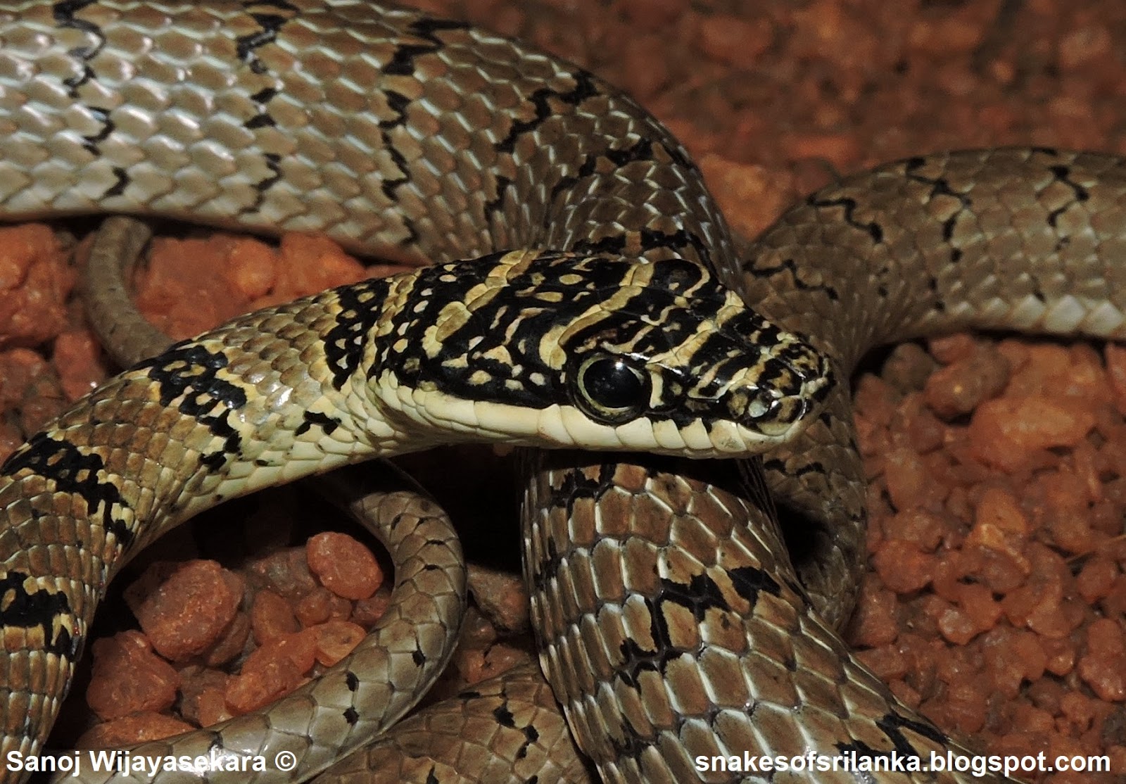Sri Lankan Flying Snake/දඟරදණ්ඩා (Chrysopelea taprobanica-Smith, 1943)