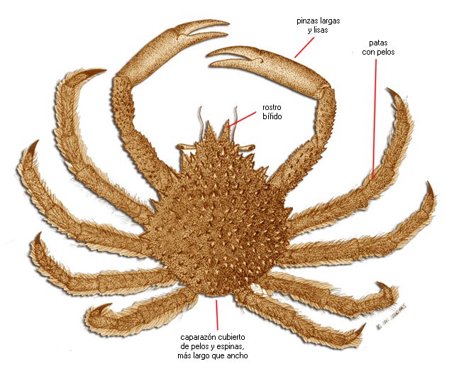 Naturaleza Viva : Maja squinado (Centollo)