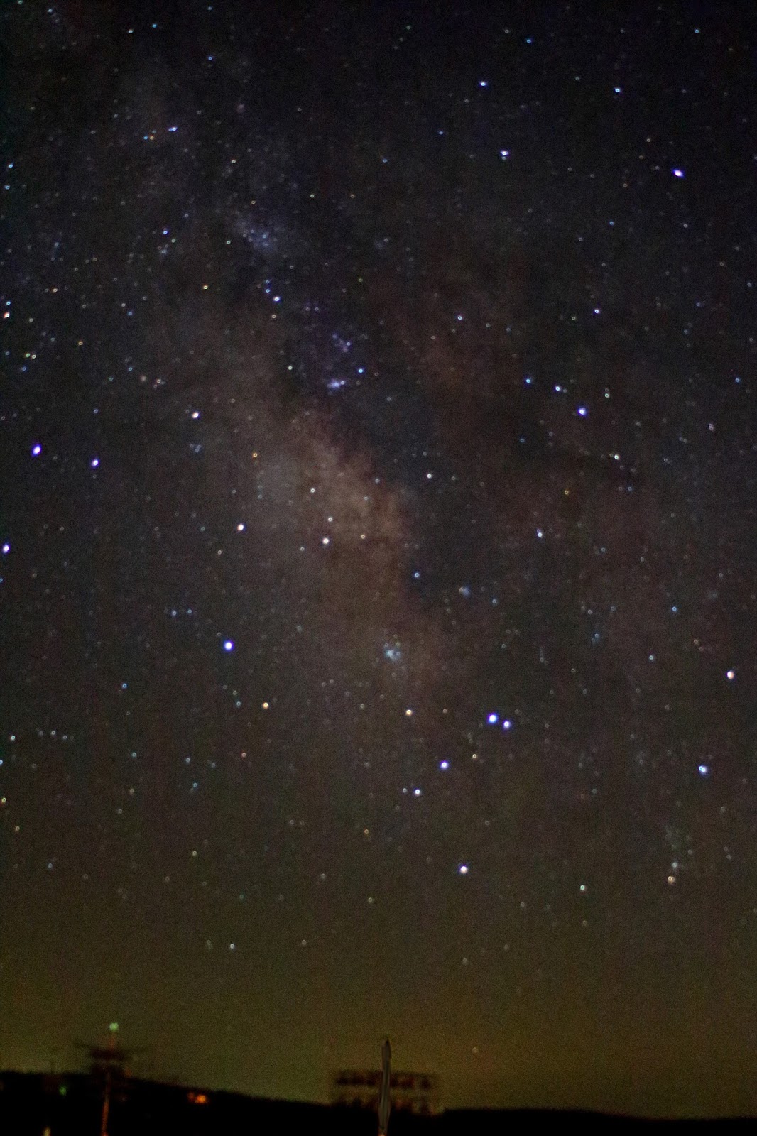 The Birds & The Bees: purple martin sub-adults