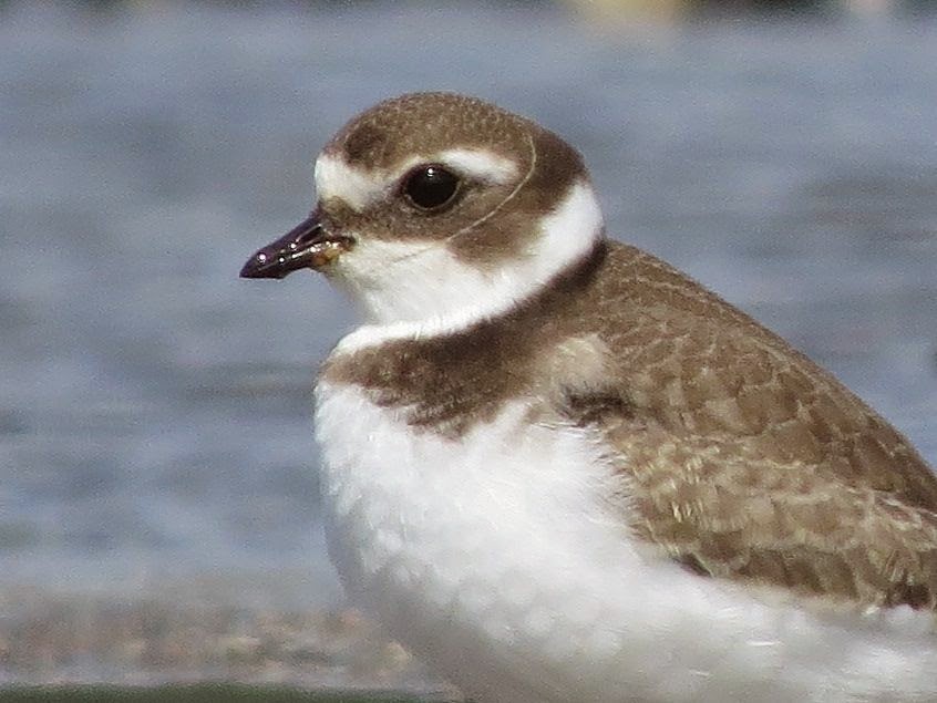 Birding with Buckley: Common Ringed Plover - same bird, new photos!