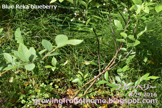 ブルーベリーの実と花と鉢植えの全体の様子-ミスティ-ブルーレカ-オニール-ラヒなど