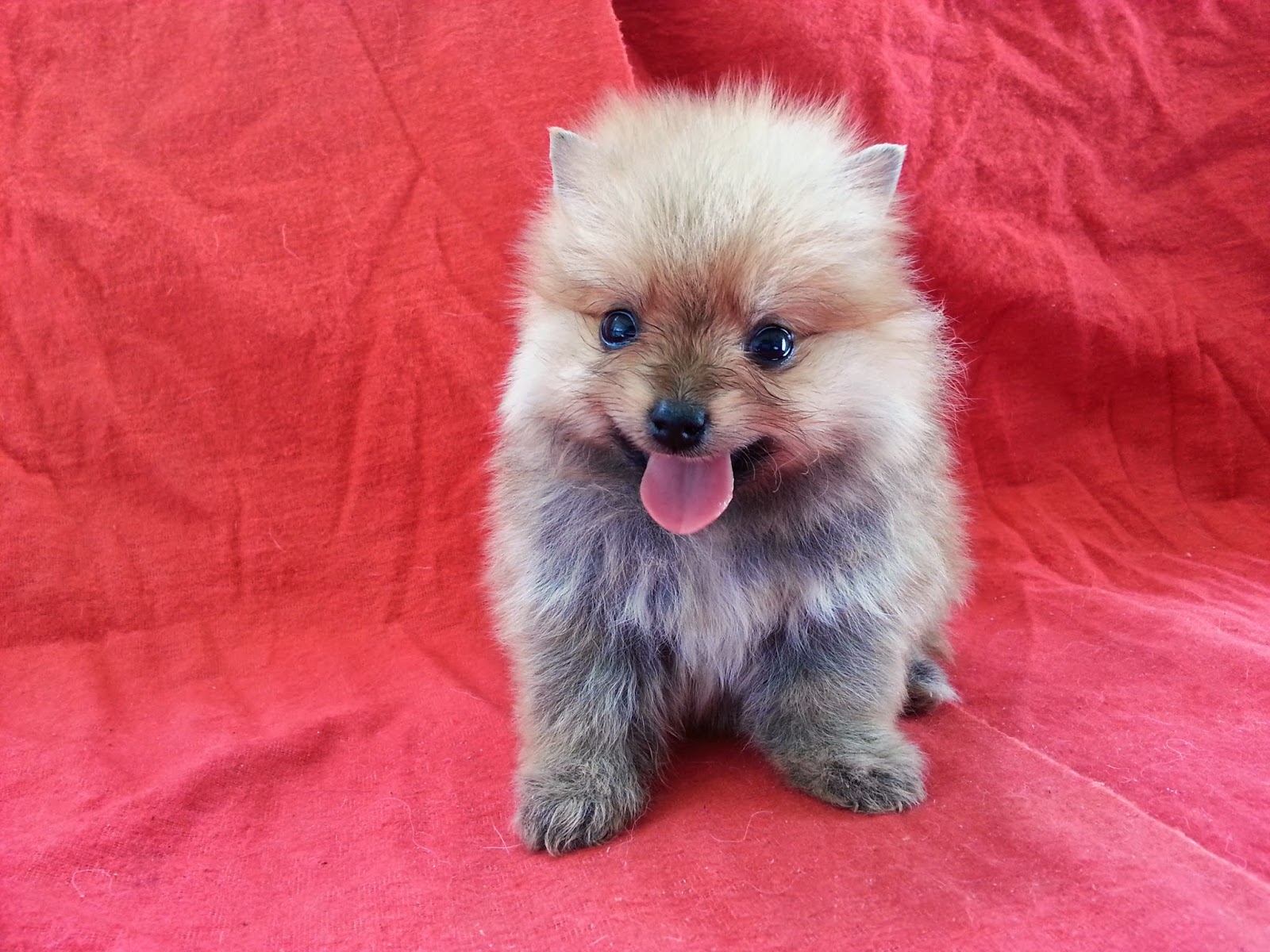 Criadero Santa Fe México: POMERANIA