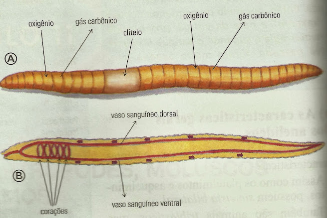 BIOLOGIA PARA A VIDA : FILO ANELÍDEOS