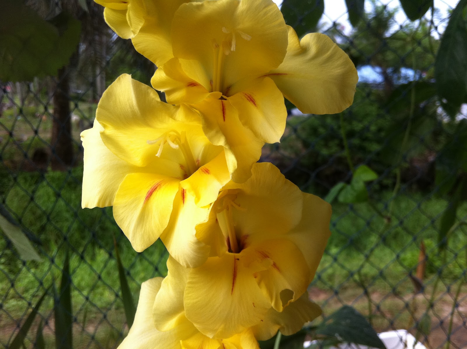 My Experimental Garden: Nova lux: My first yellow gladiolus