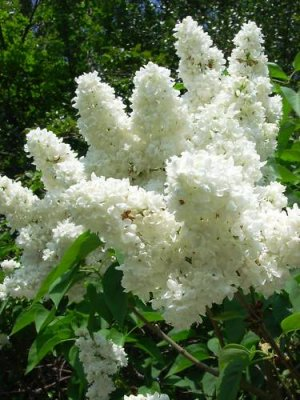 The Enchanted Petal: Lovely Lilacs