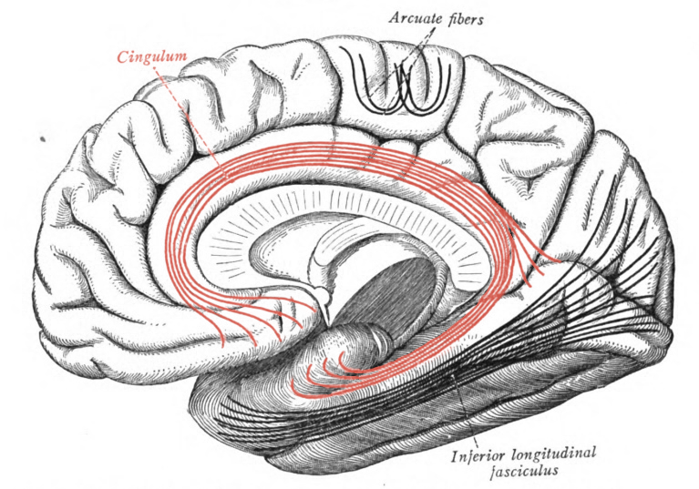 Diarios de Radiologia: TRACTOGRAFÍA: EL CEREBRO AL DESCUBIERTO