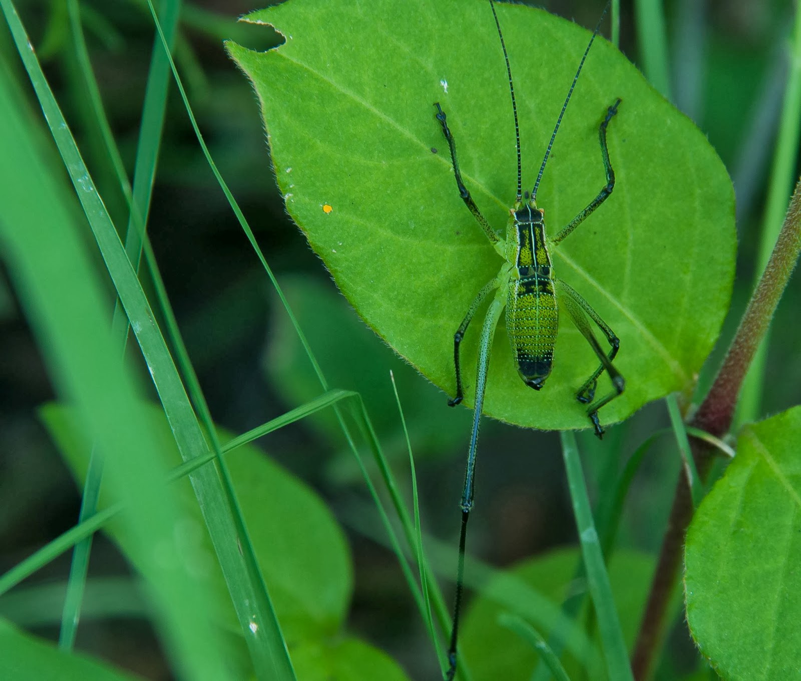 Jaime Ramos Méndez: Mundo natural del Occidente de Michoacán - Insecto ...