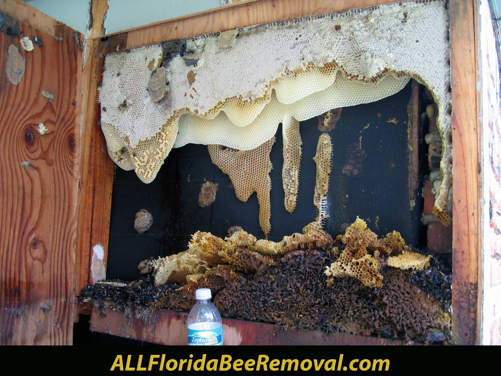 ALL Florida Bee Removal Blog: Need FREE Bee Removal? We are looking for ...