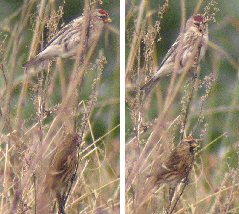 Worcestershire Redpolls and separation guide: Worcestershire Redpolls ...