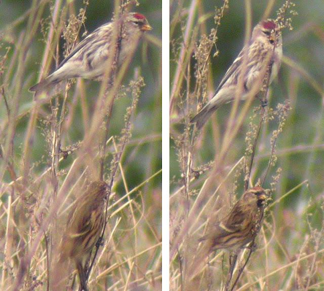Worcestershire Redpolls and separation guide: Worcestershire Redpolls ...