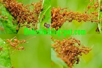 azis N bunda: Penyebab Semut Rangrang Mati