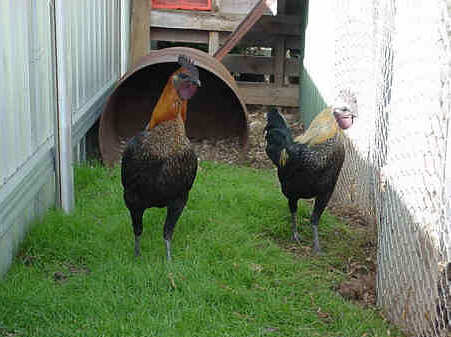 Breed Savers: Standard Old English Game Fowl