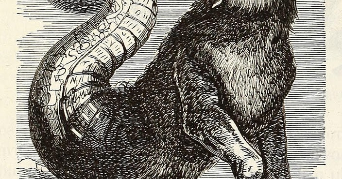 Amon, from the 1863 edition of Collin de Plancy’s Dictionnaire infernal