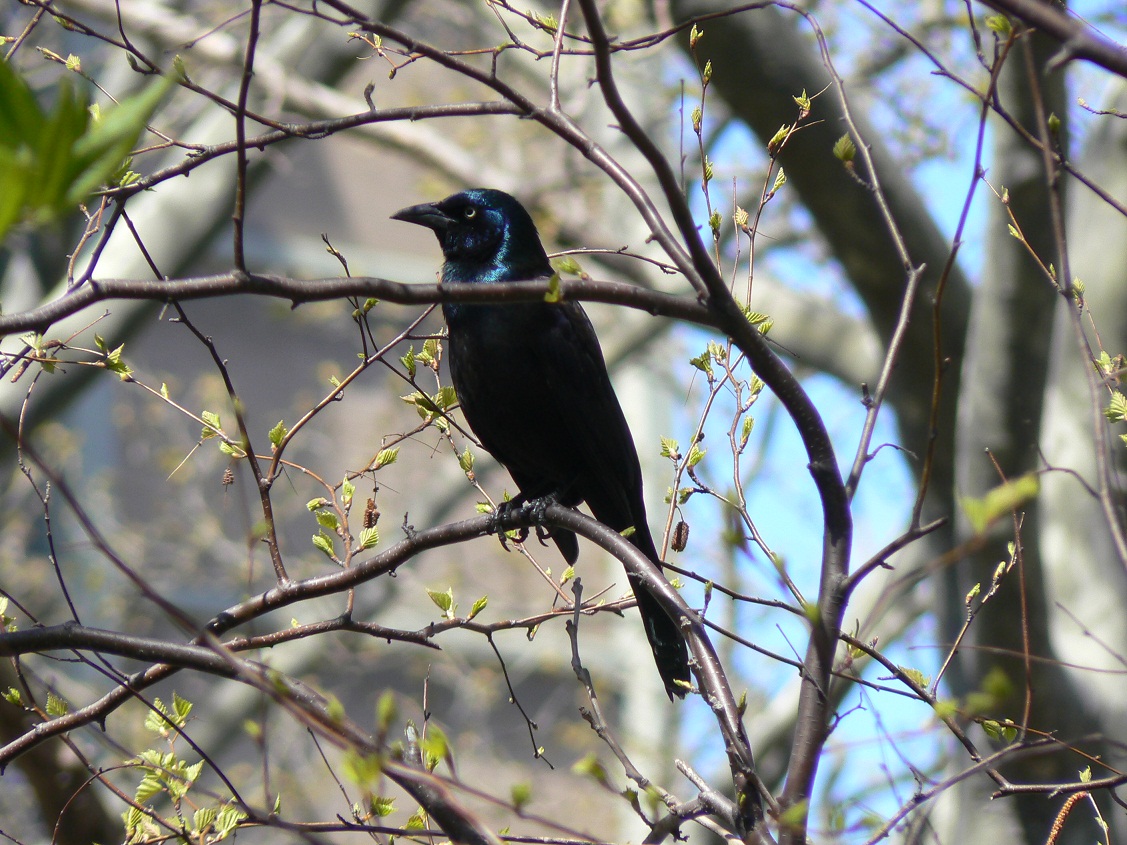 A Field Notebook: Metallic Common Grackles