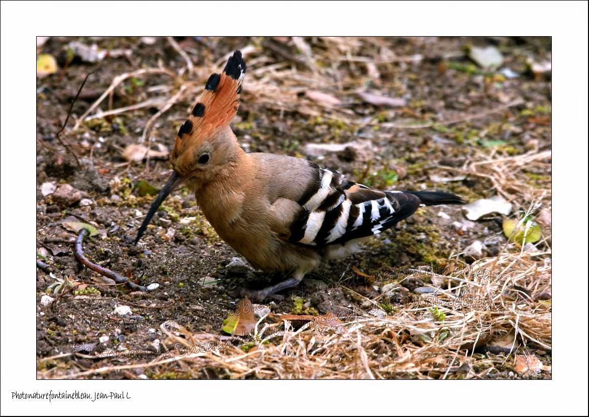 Qui a tué la Huppe fasciée ? 2014 069