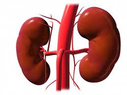Love Your Kidneys: SHAPE OF KIDNEY