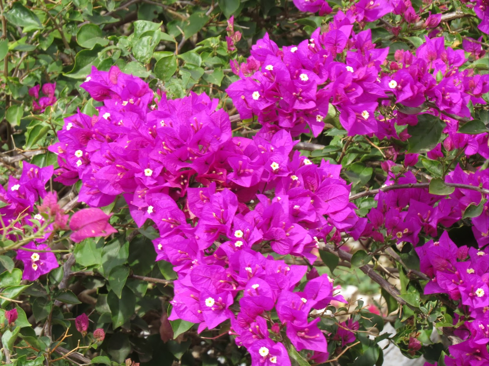 EL BLOG DE LA ELENA. UN BLOG DULCE, DIVERTIDO Y ENTRETENIDO: Plantas ...