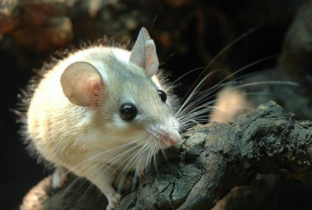 PRODUCCIONS ARTÍSTIQUES MÚSICS DE 3r: L'OCELLET I EL RATOLÍ (Alvaro ...