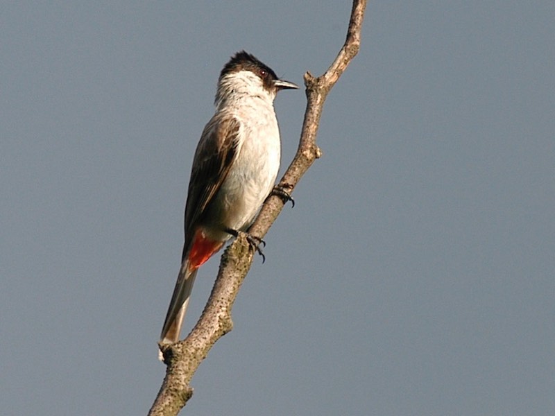 Chào mào bông lau | Những điều cần biết về chim " chào mào đít đỏ ...