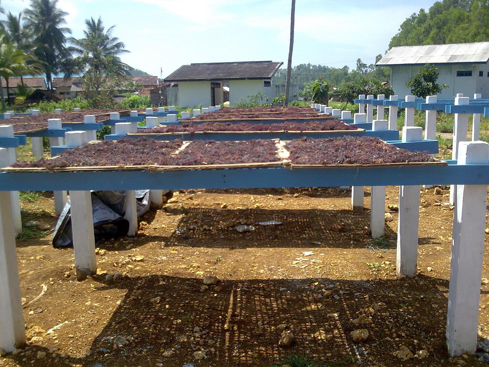 Pasca Panen Rumput Laut