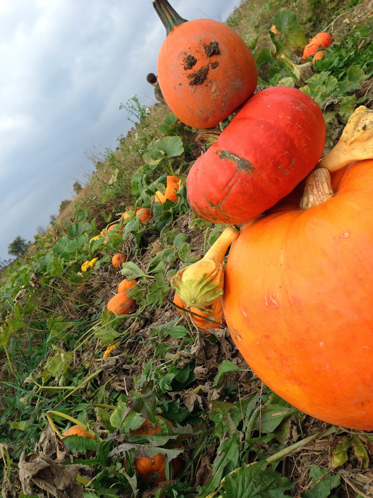 Lavender Nest: Pumpkin Patch Lavender Nest
