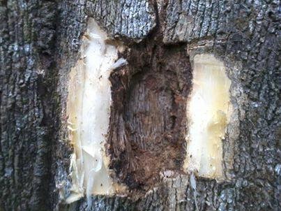 infosanjeewa: Amazing Walla patta picturs