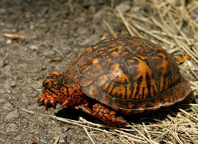 The Beauty Of The Ryukyu Black-breasted Leaf Turtle