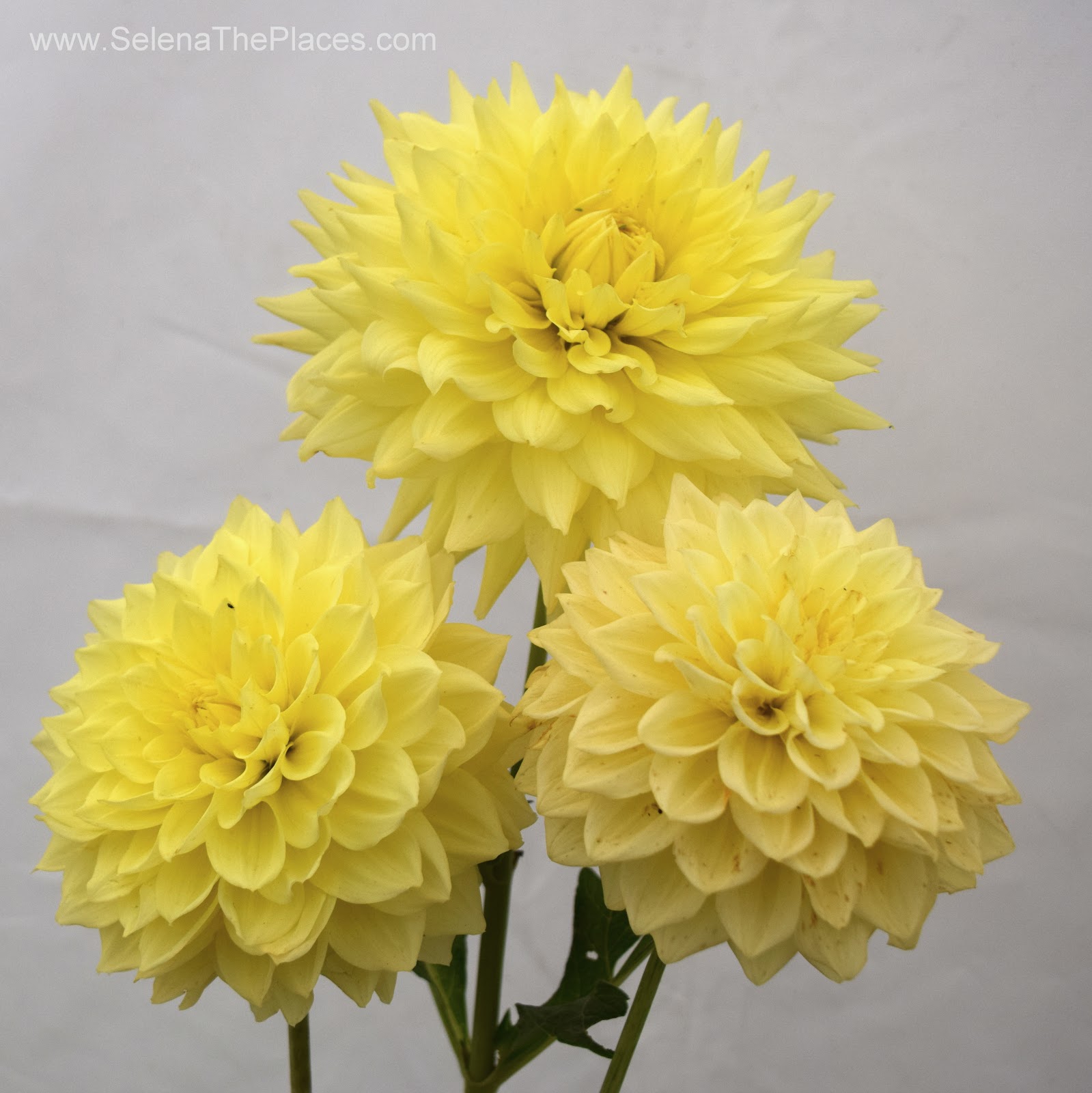 Oh, the places we will go!: Chobham Show 2016