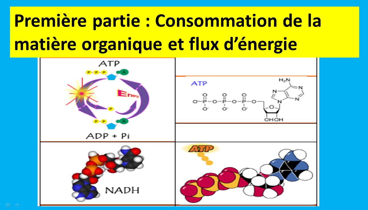 2BAC SVT INTER : Première partie Consommation de la matière organique ...