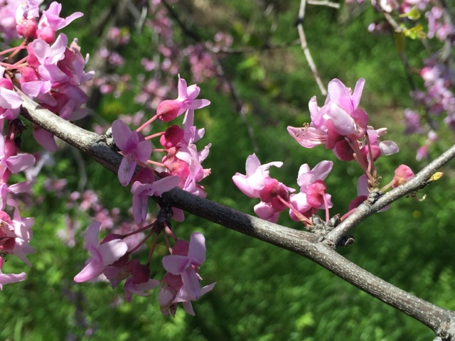 The Foraged Foodie: How to identify and forage redbud: early spring ...