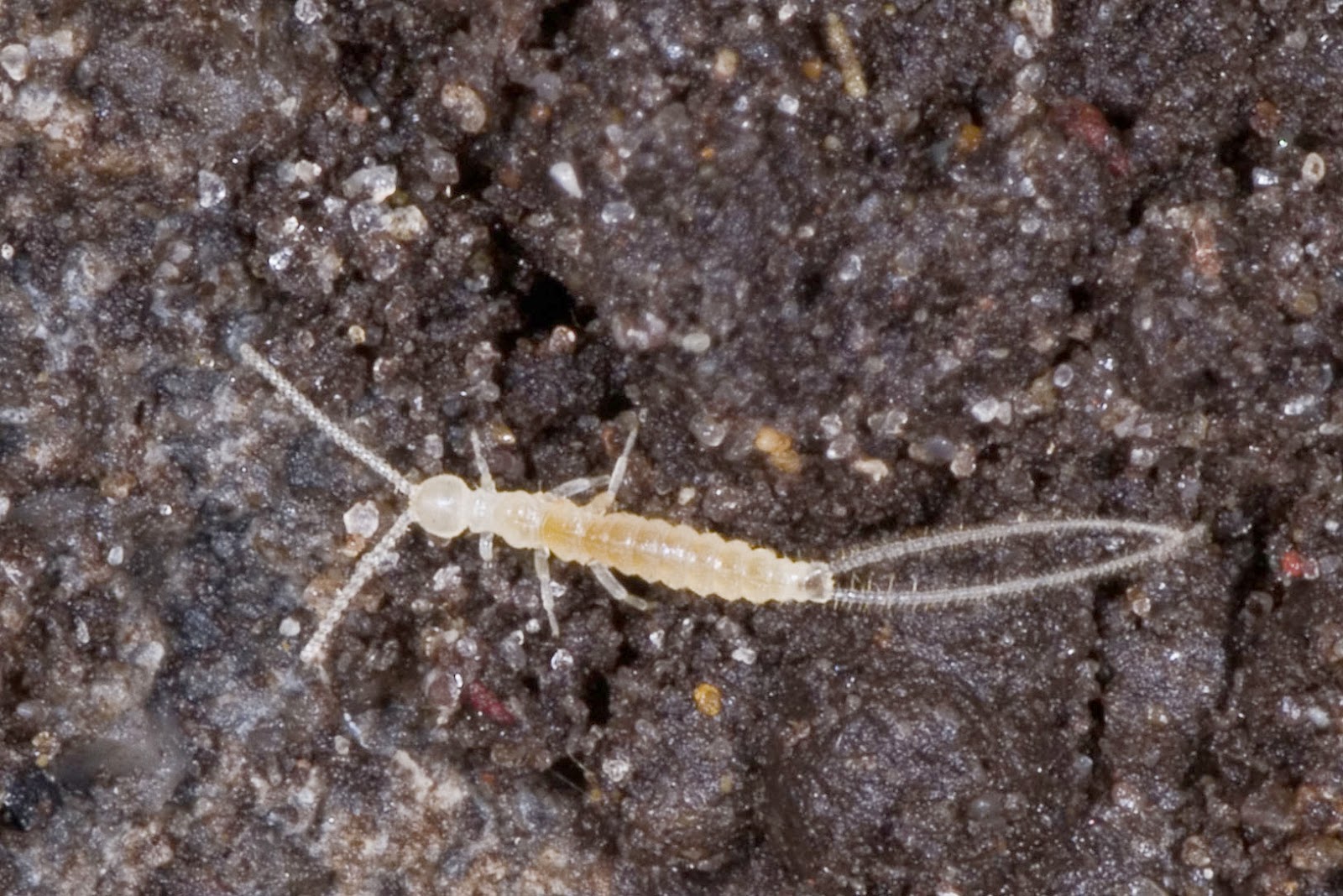 BIOLOGÍA DEL SUELO: MESOFAUNA