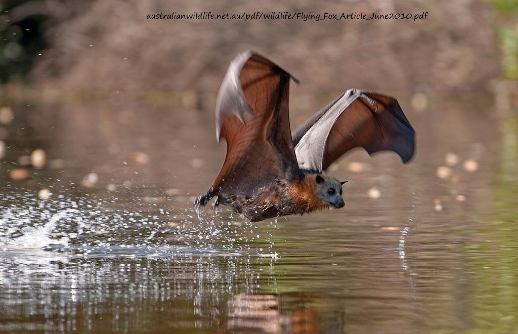 Megabat, Flying-fox, Fruit Bat Article - australianwildlife.net.au