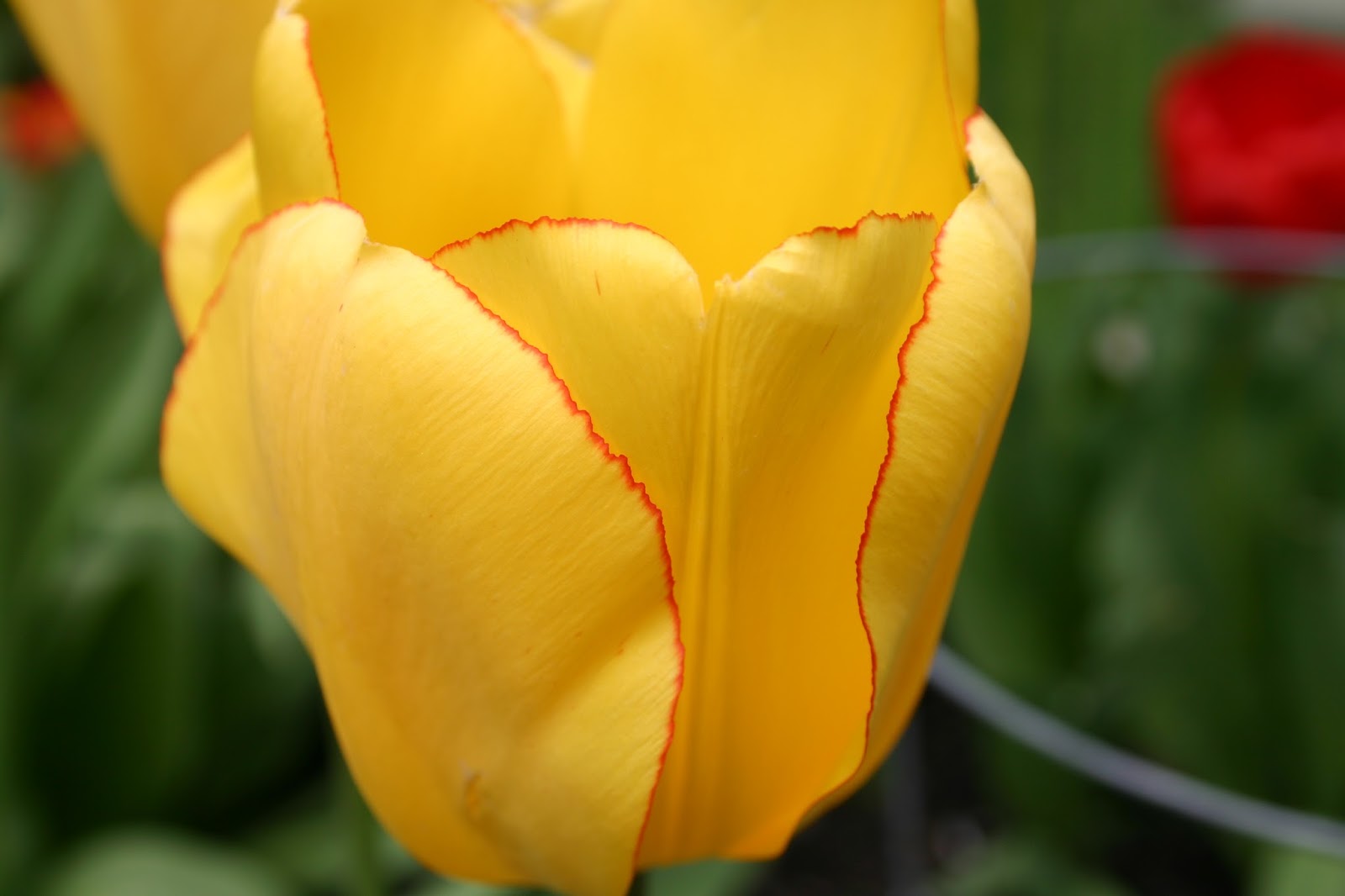TULIPS MAKE LONG-LASTING SPRING BOUQUETS -- Combining reds and yellows ...