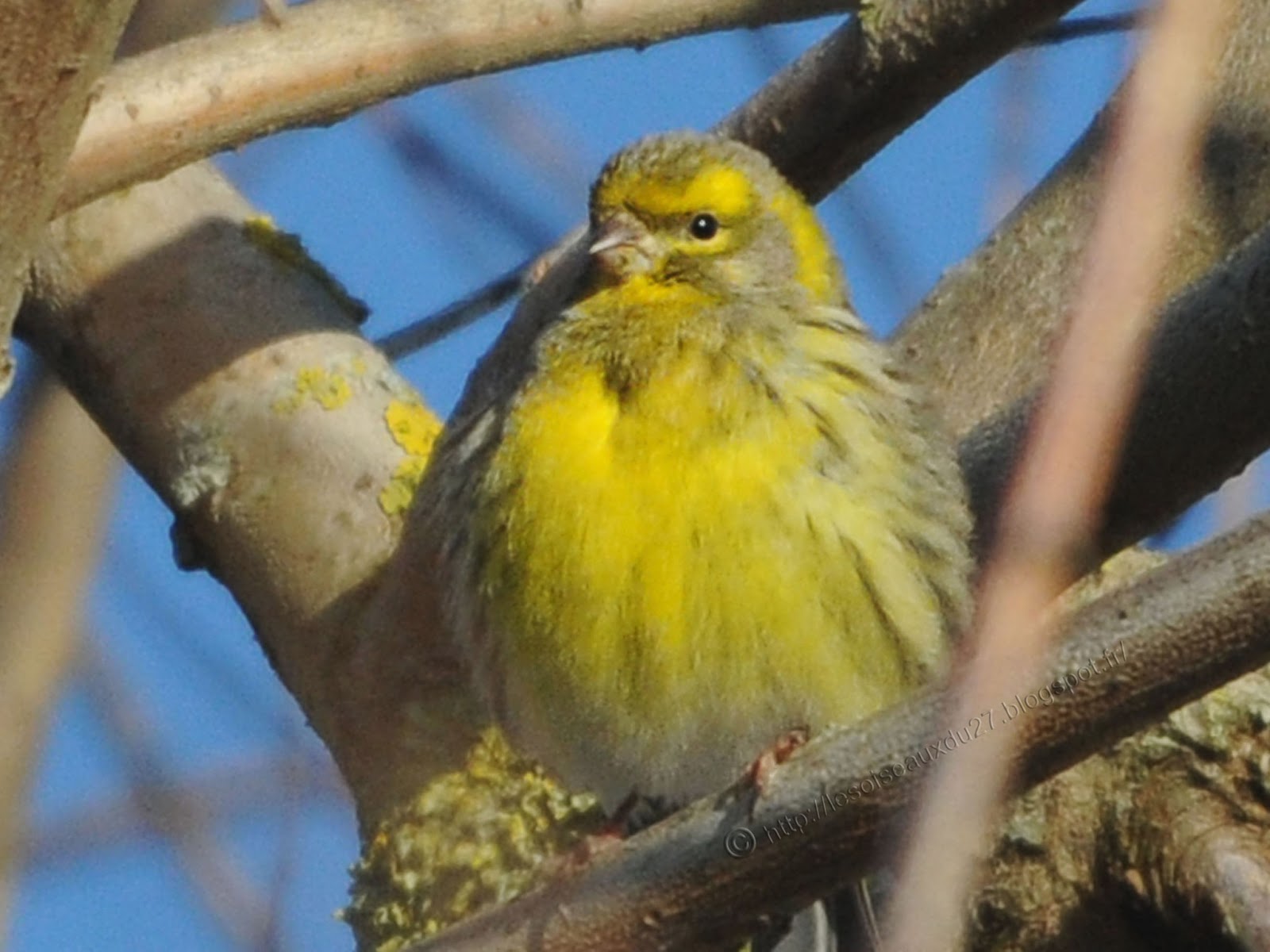 Les oiseaux du 27: Serin Cini, Serinus serinus