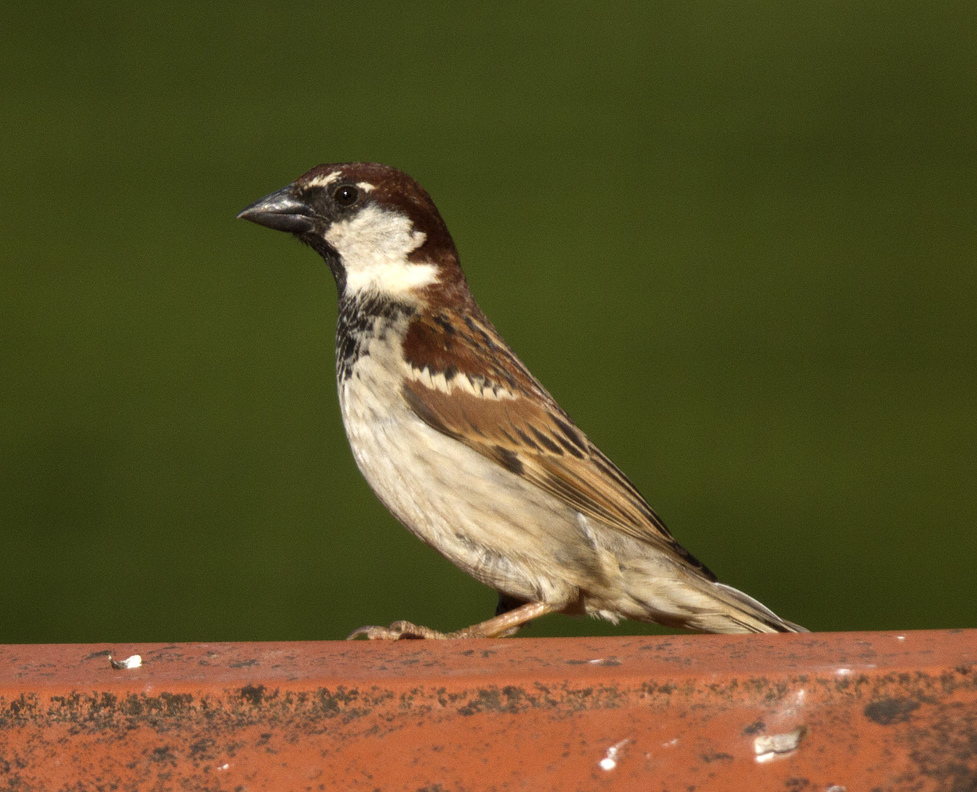 Birdwatching in Crete: some unique sparrows!