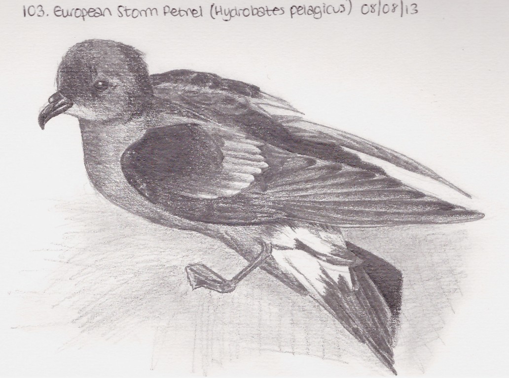 Learn.Draw.BIRD.: 103. European Storm Petrel (Hydrobates pelagicus)