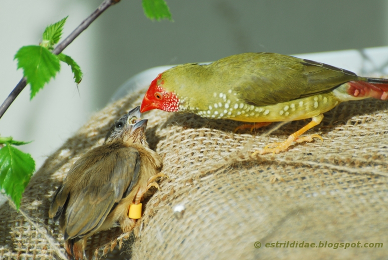 Estrildidae: Asmeninė patirtis. Rausvauodegė rubininė astrilda ...