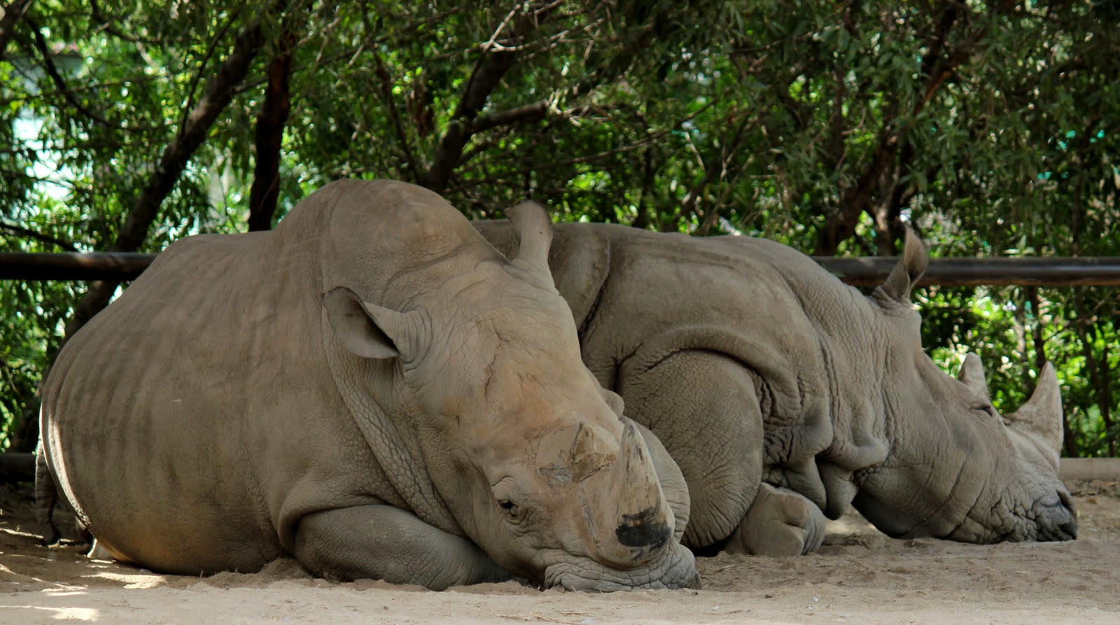 zoo world: Zoo de Palermo - março de 2011
