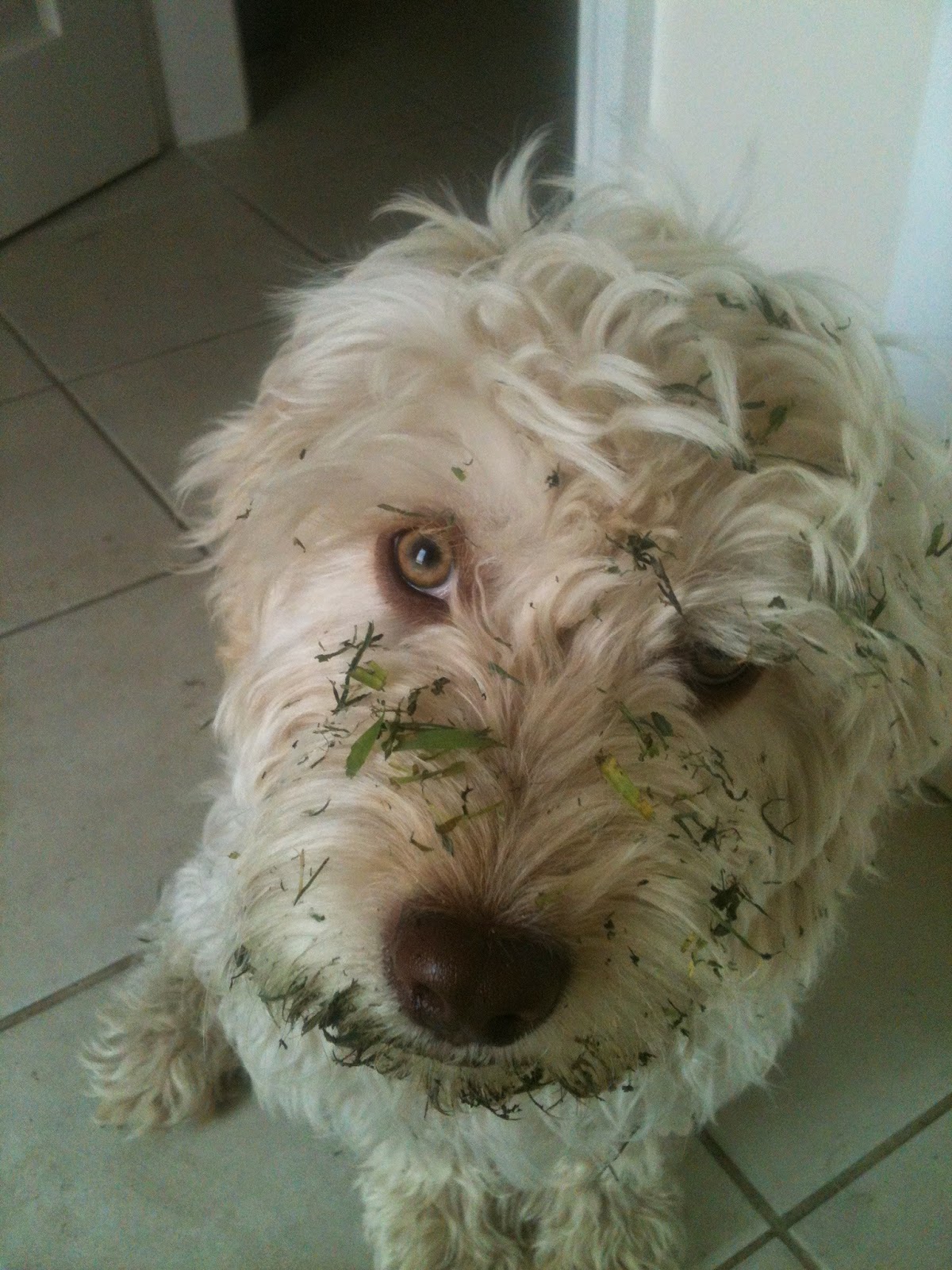 Jukee Doodles : Testimonials