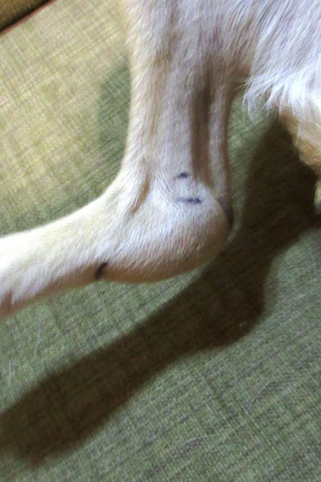 Me and My Dog ...and My RV: Hmmmmm, what's up with Katie?