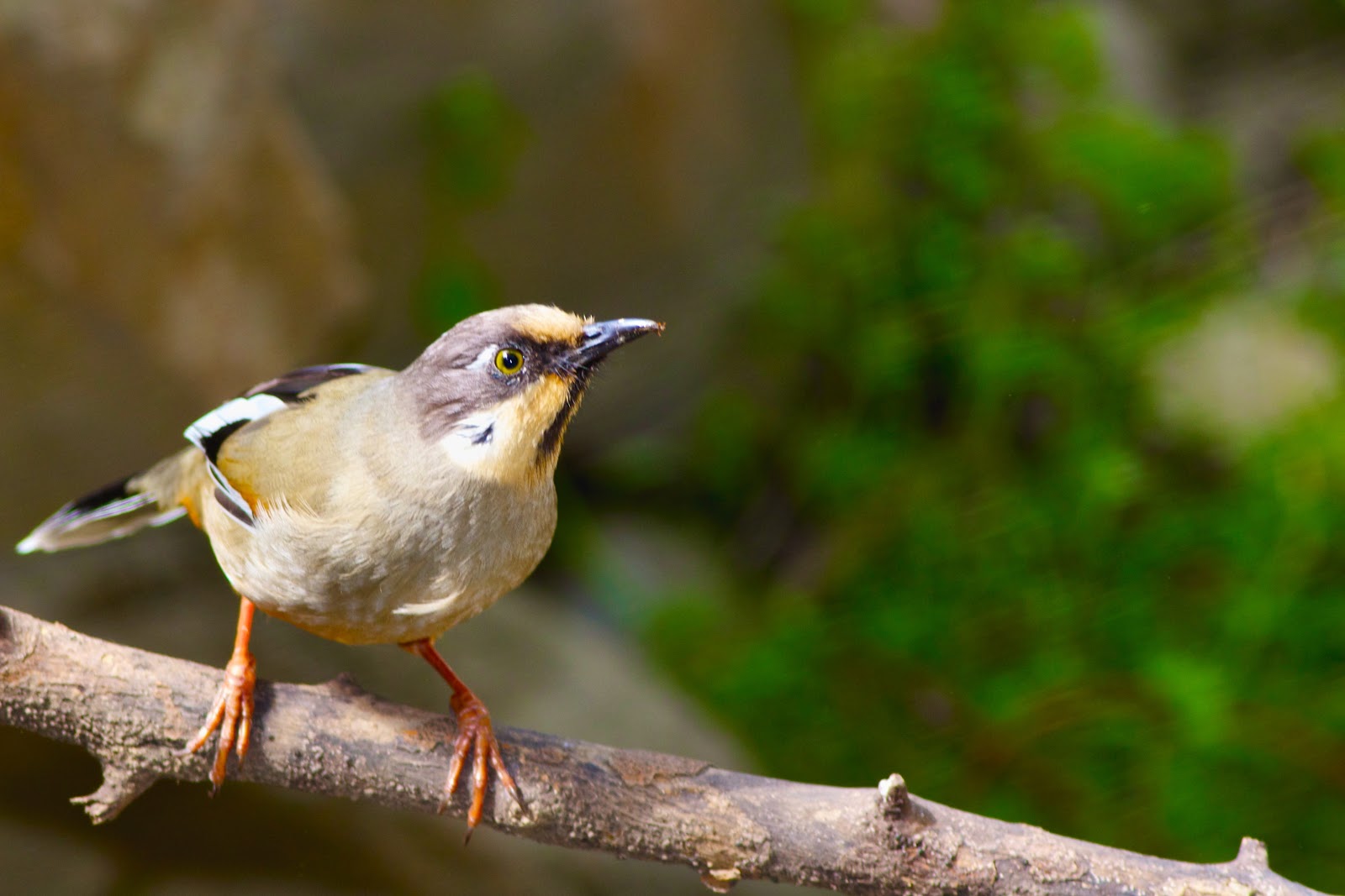 The Red-billed Leiothrix Have Arrived
