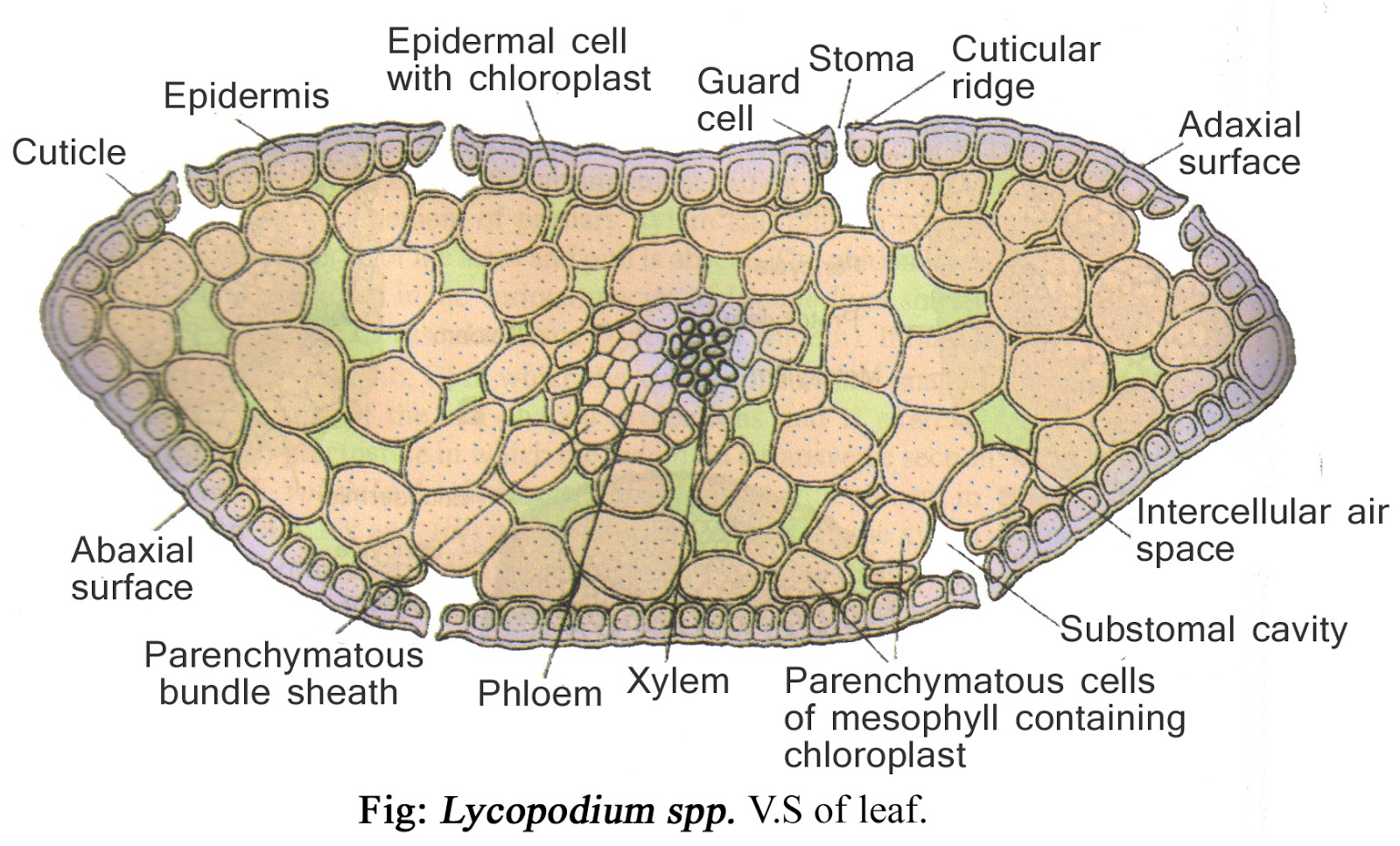 LYCOPODIUM - CLASSIFICATION, STRUCTURE OF SPOROPHYTE, REPRODUCTION ...